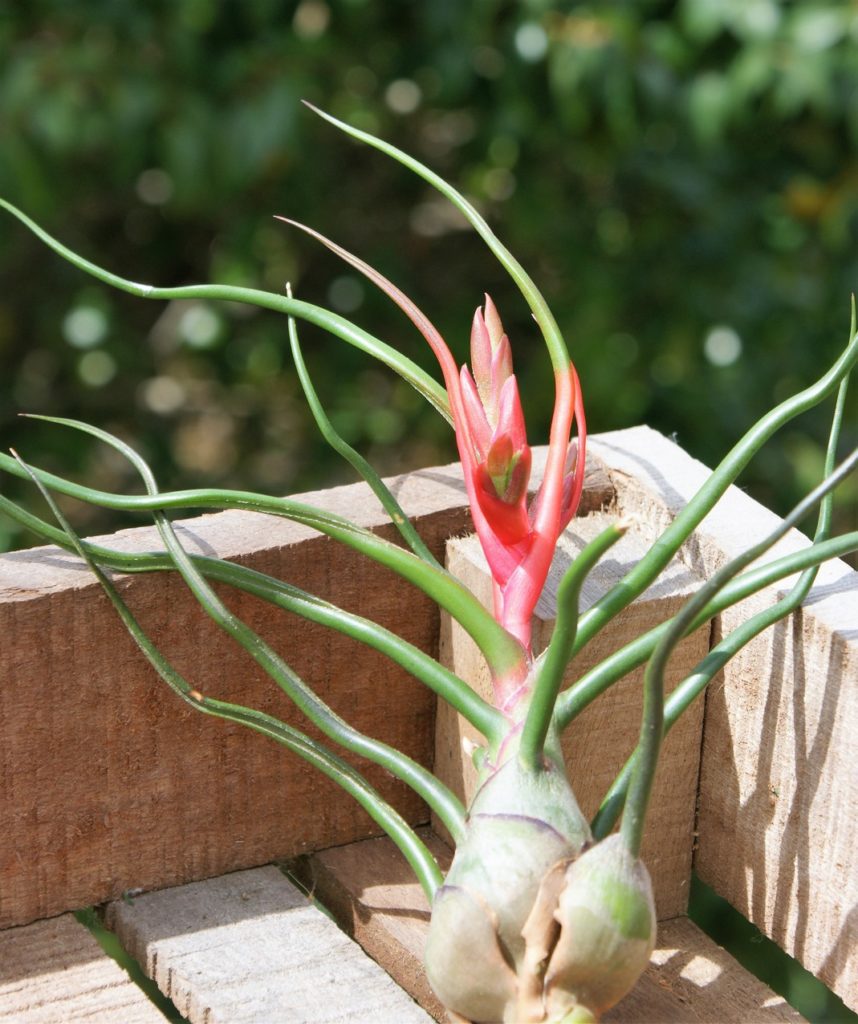 Tillandsia bulbosa - Rare & Air