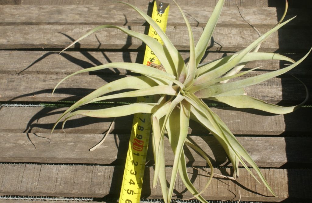 Tillandsia capitata Peach – Rare & Air