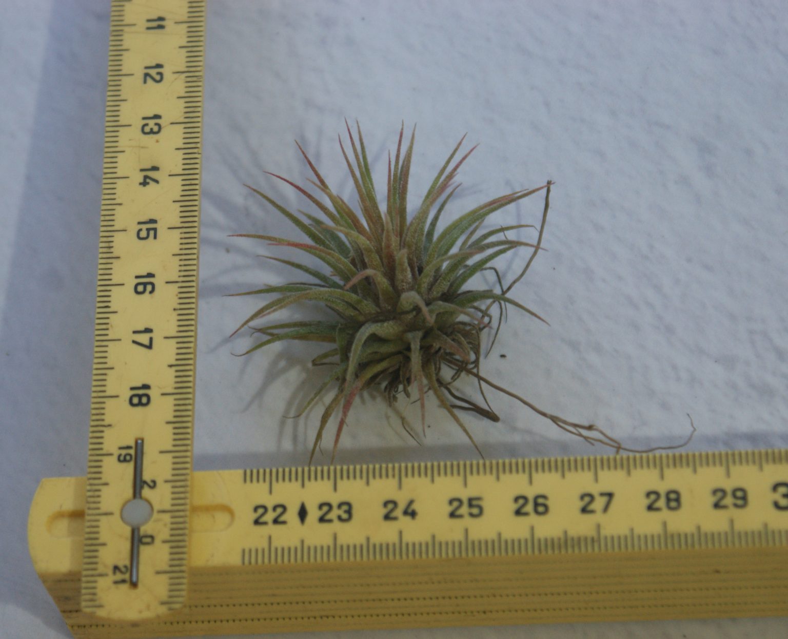 Tillandsia ionantha Mexico - Rare & Air