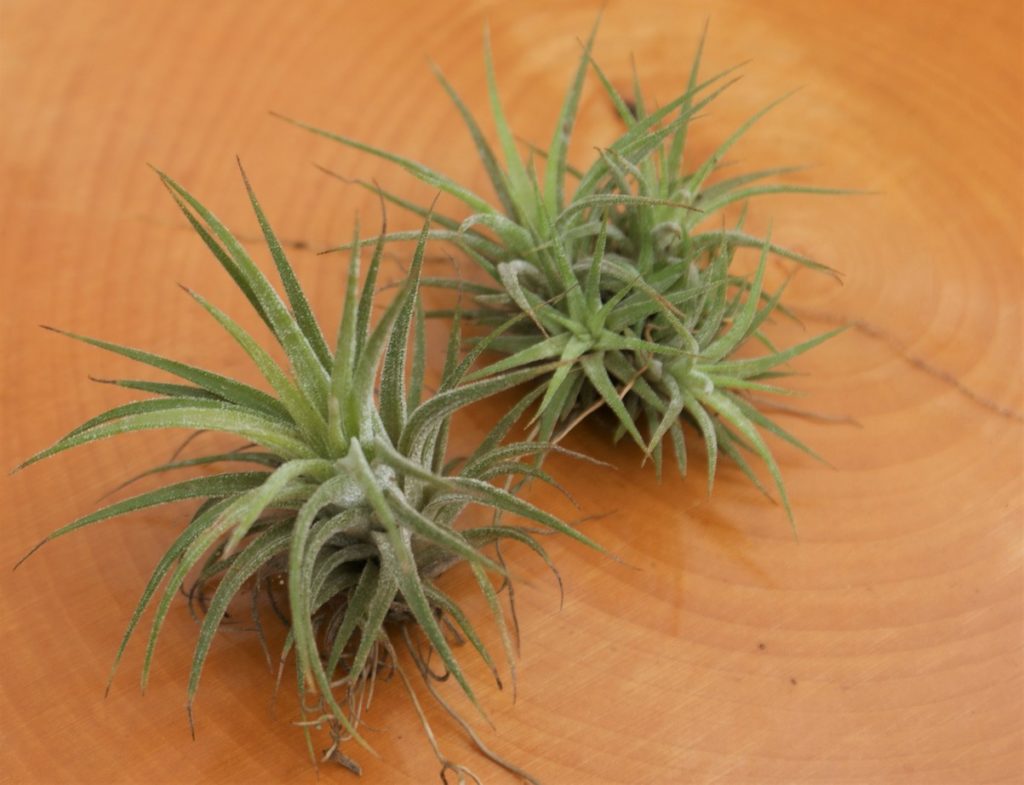 Tillandsia ionantha Mexico - Rare & Air