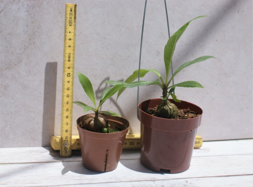 Myrmecodia tuberosa – Rare & Air