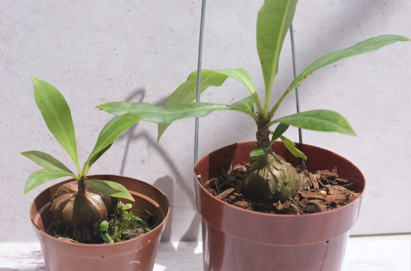 Myrmecodia tuberosa – Rare & Air
