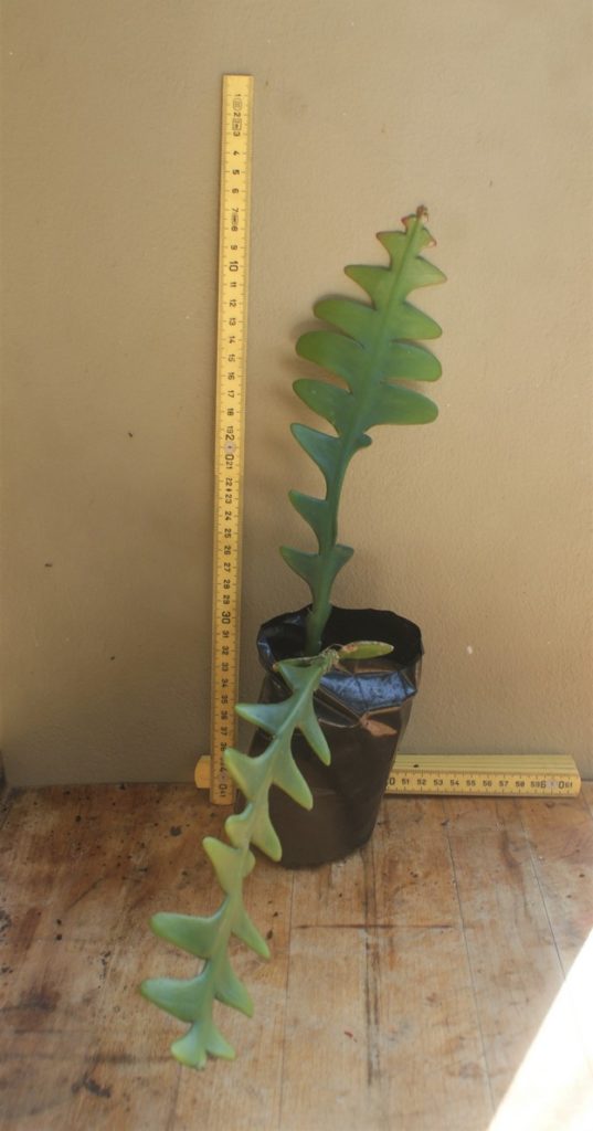 Cryptocereus anthonyanus - Rare & Air