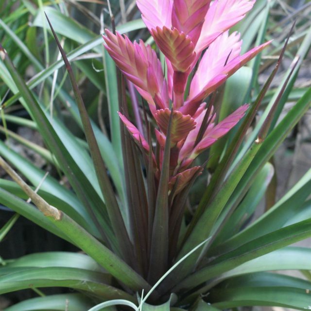 Collector Tillandsias – Rare & Air