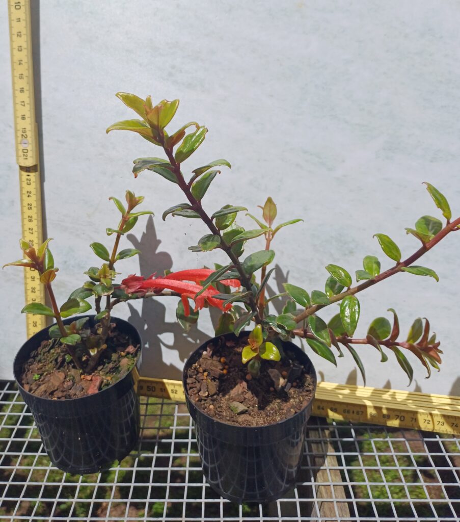 Columnea krakatau - Rare & Air