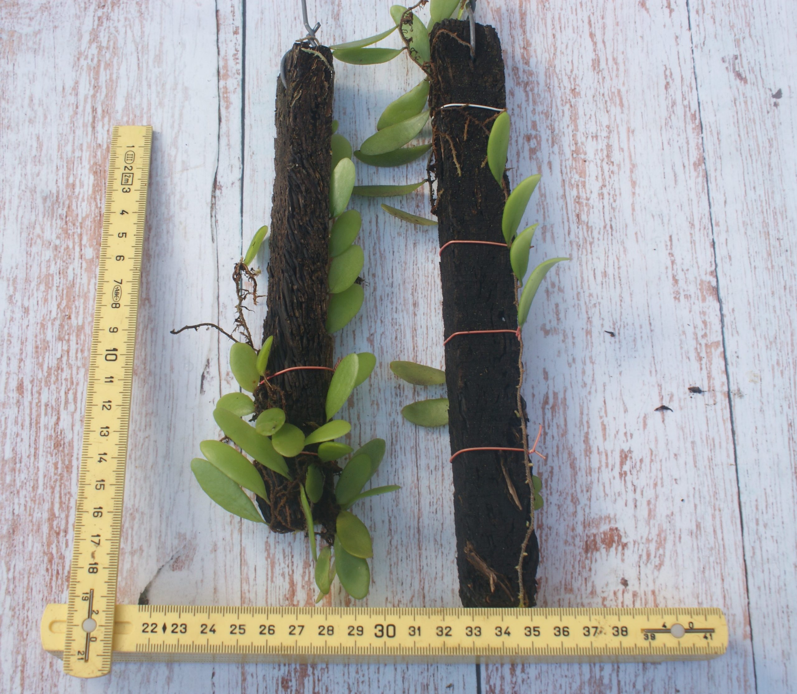 Pyrrosia piselloides – Rare & Air