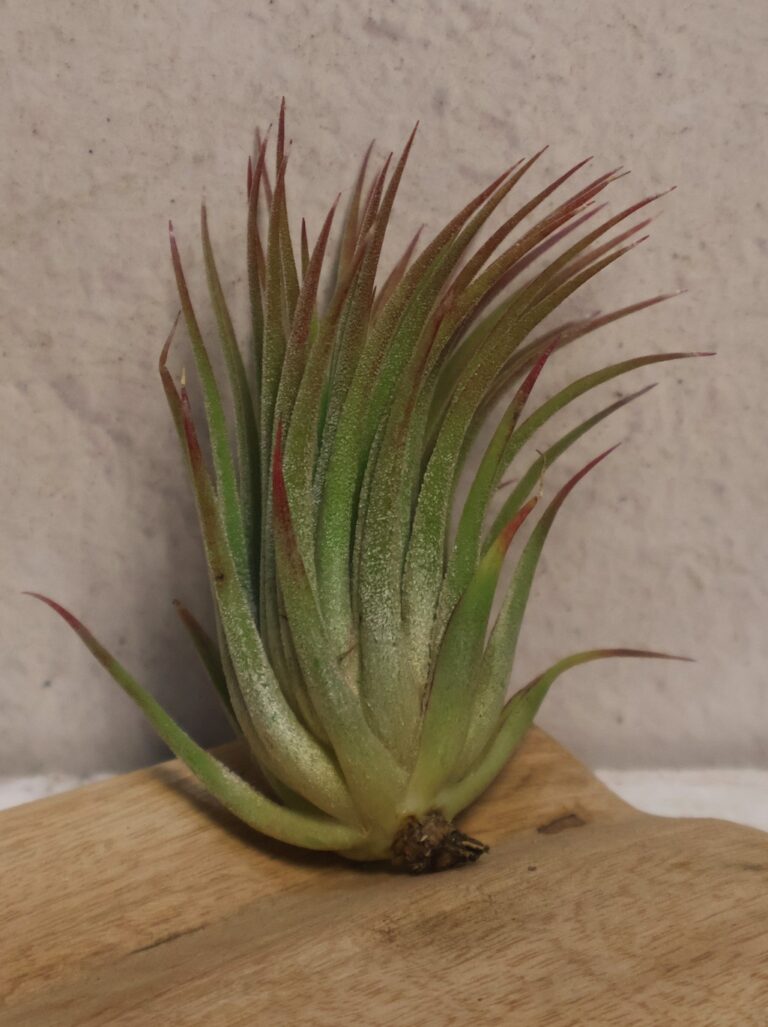 Tillandsia rubra Compacta - Rare & Air