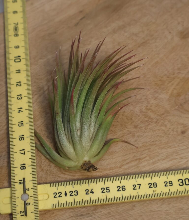 Tillandsia rubra Compacta - Rare & Air